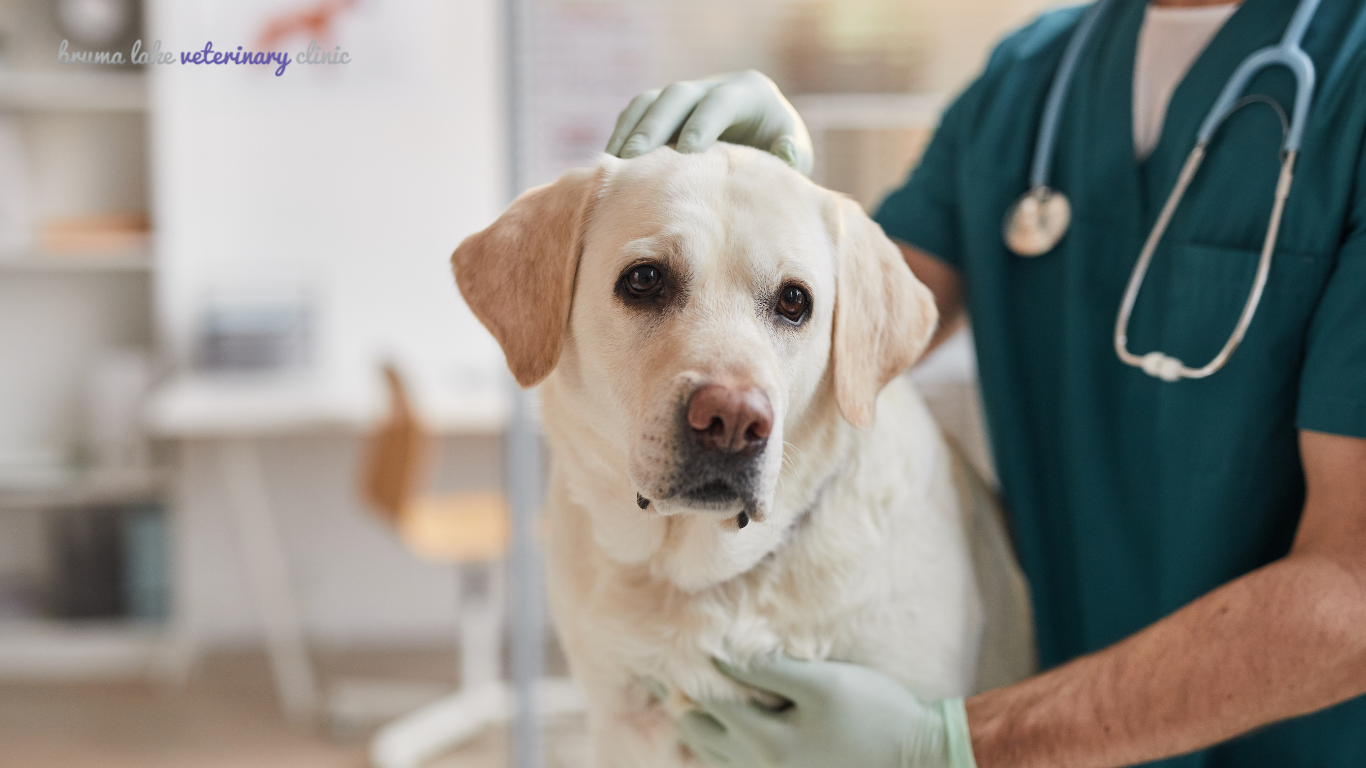 Understanding Addison’s Disease in Dogs — Present’s Story | Brumavet